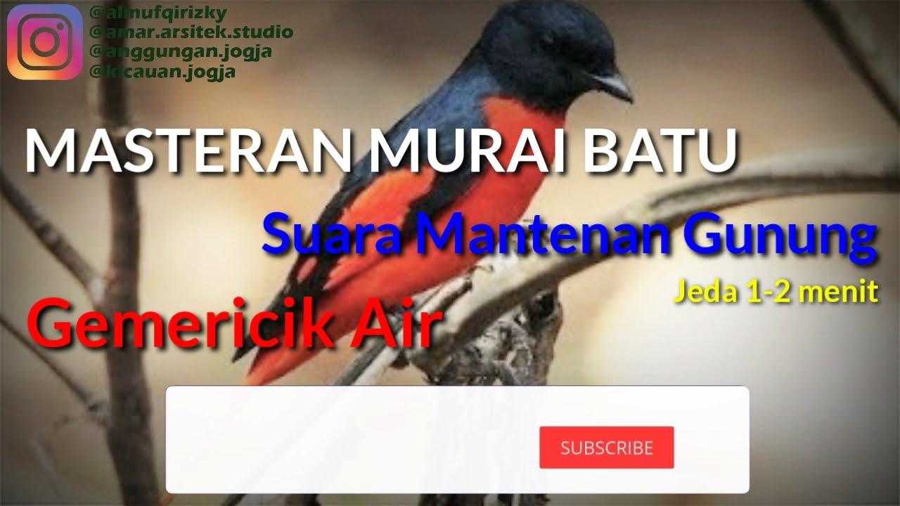 Masteran Murai Batu Suara Mantenan Gunung dan Gemericik Air Tenang ...