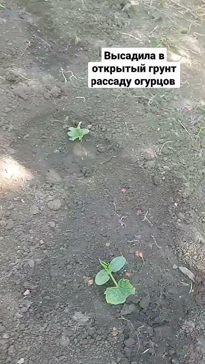 Огурцы в открытом грунте #личныйблог #огород #сад #рассада #посадки # ...