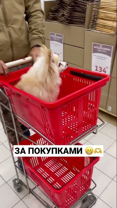 Какой корм выбрать? - YouTube
