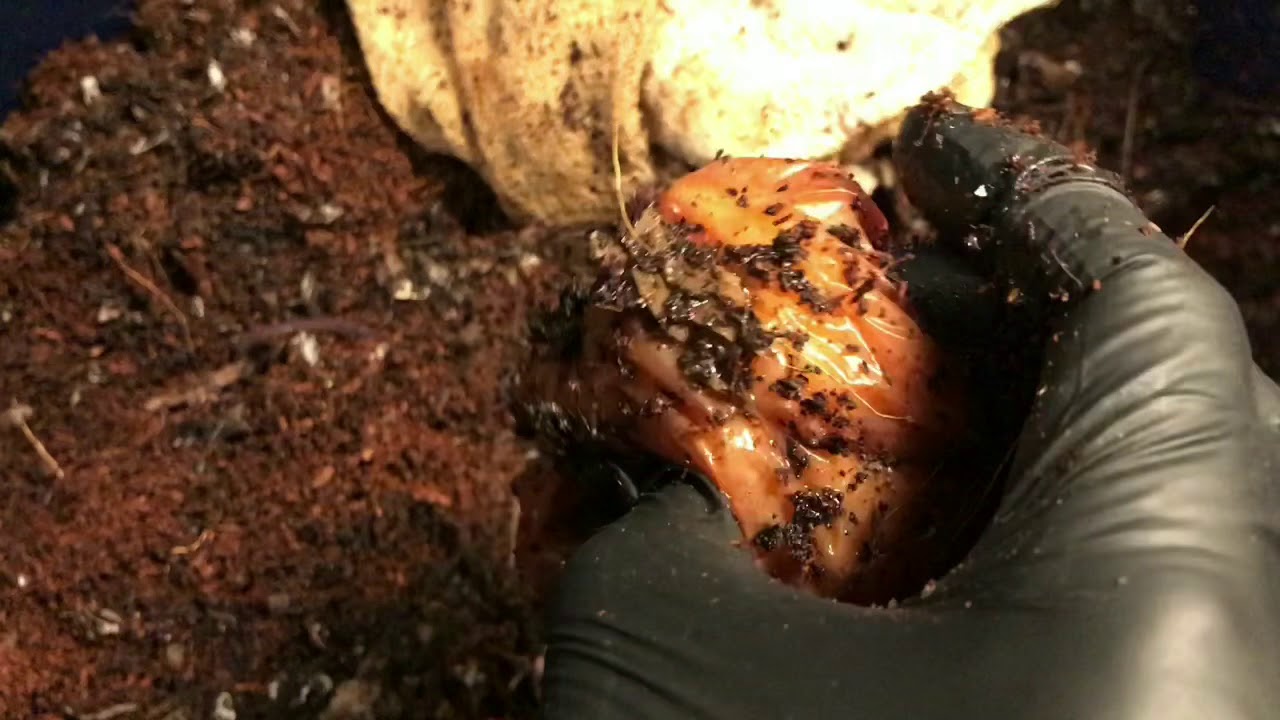 African Night Crawlers or Snakes? - YouTube