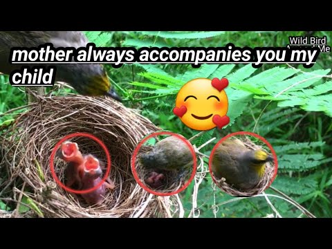Nightingale takes care of her young in the wilderness, feeding and ...