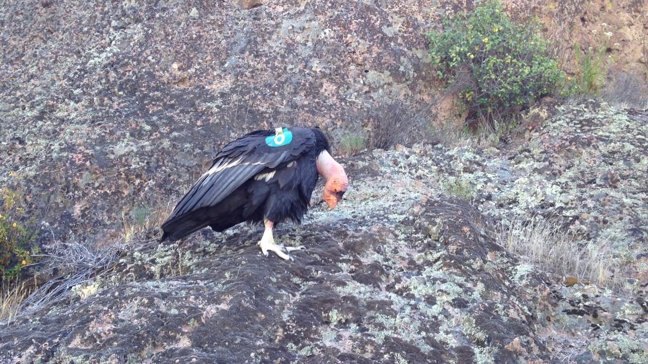 condor urinating on its feet to cool down - YouTube