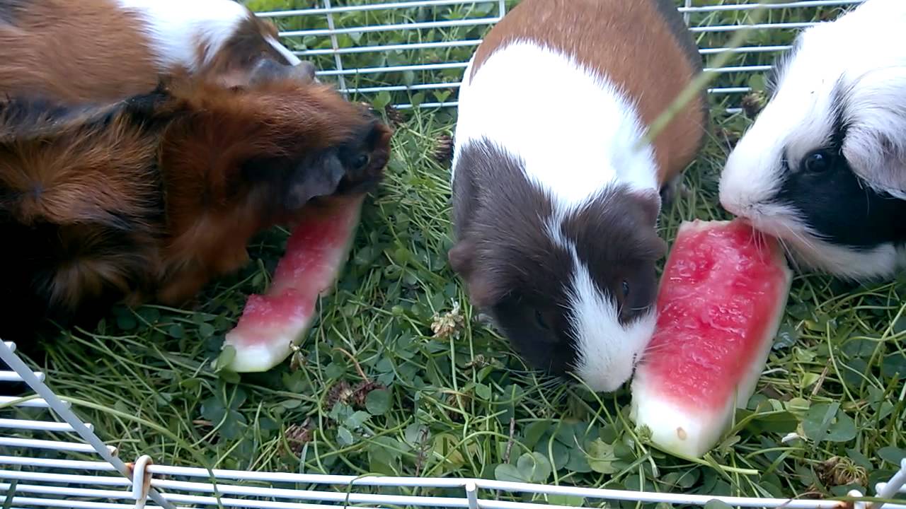 Guinea pigs eat watermelons - YouTube