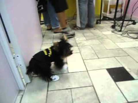 cachorro de tenis