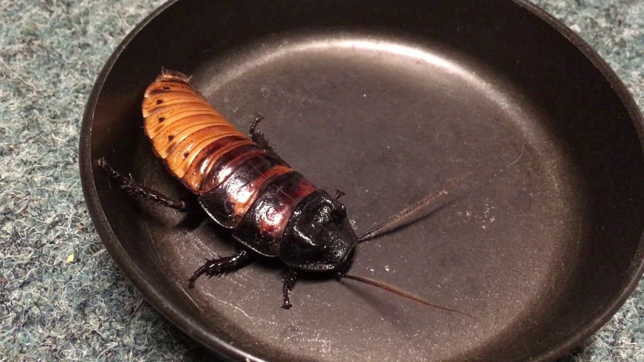 Cockroach in a small egg-frying pan - YouTube