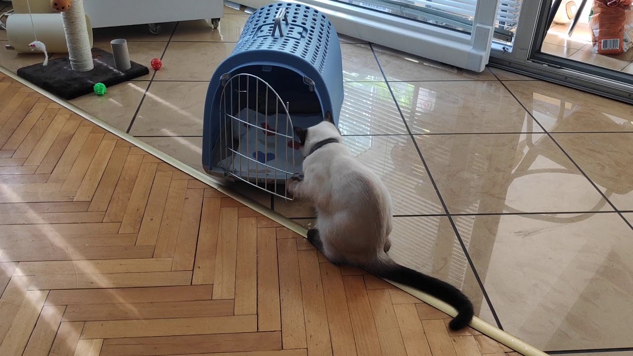 Zumbula opens and gets in and out of her transporter 7 september 2019 ...