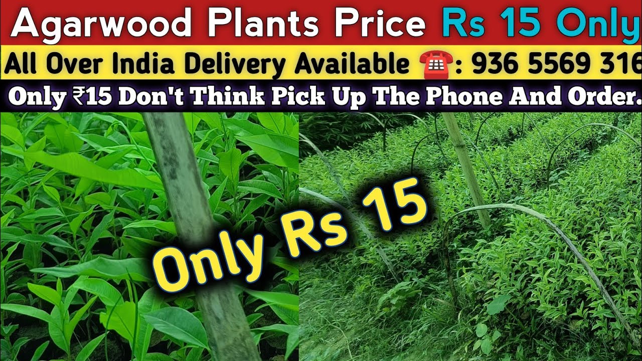 Agarwood Tree/ Agarwood Market In Assam/Agarwood Harvesting/Oud Tree ...