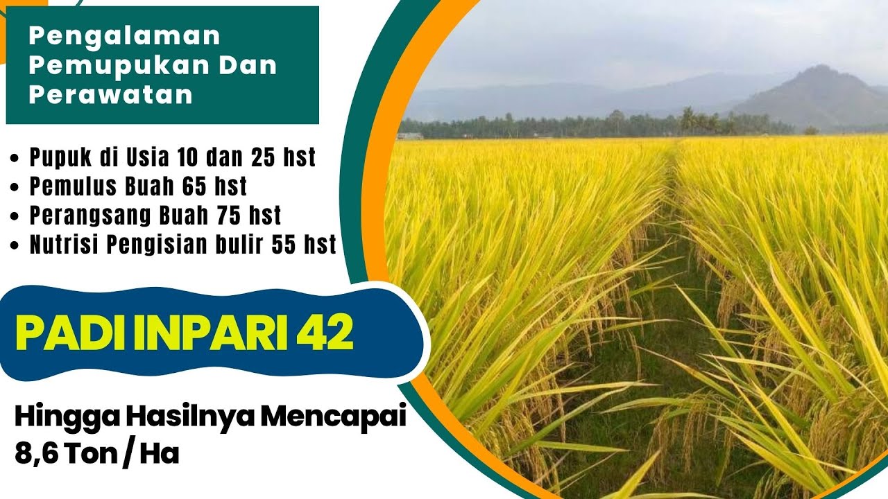Panduan Pemupukan dan Perawatan Lengkap Padi Inpari 42 agar Hasilnya ...