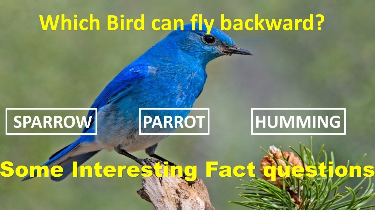 Some Amazing facts | Some Interesting facts | Amazing facts ...