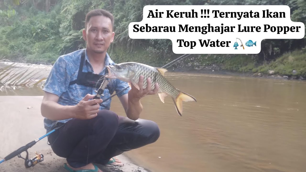 MANCING DI AIR KERUH PAKAI LURE MINNOW POPPER - TOP WATER DI HAJAR ...