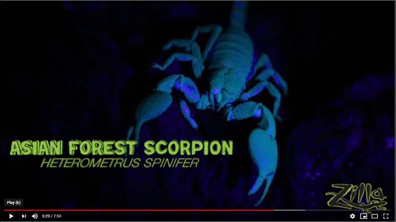 Asian Forest Scorpion: Zilla Beyond The Glass - Episode 10 - YouTube