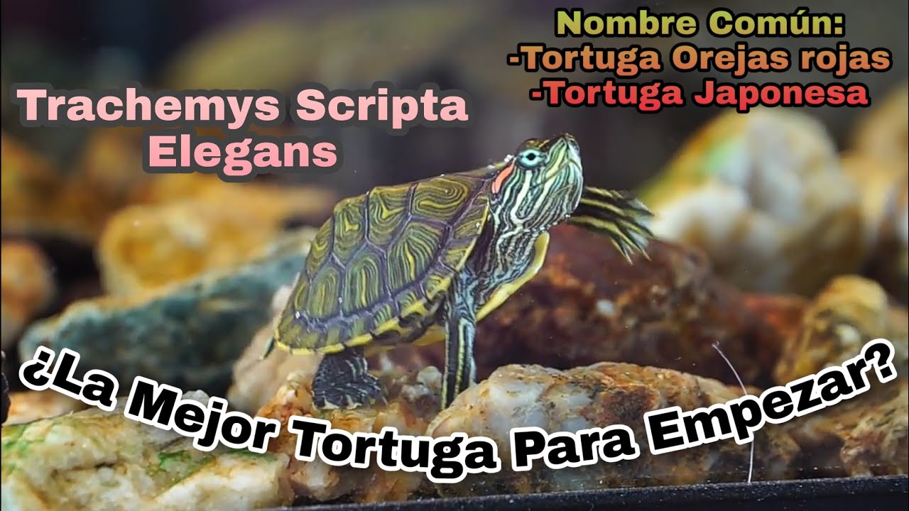 Cuidados Básicos de la Tortuga Orejas Rojas (Trachemys Scripta Elegans ...