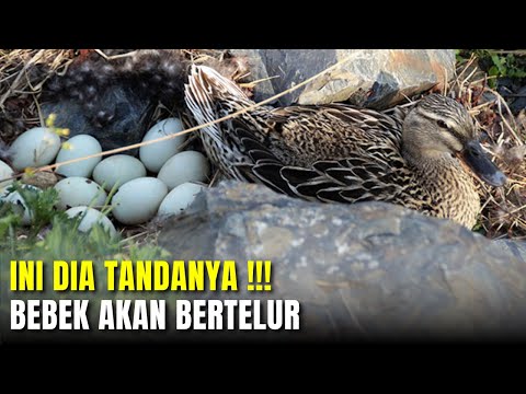 Tanda   Tanda Bebek akan Bertelur | Ciri - Ciri Bebek Mau Bertelur