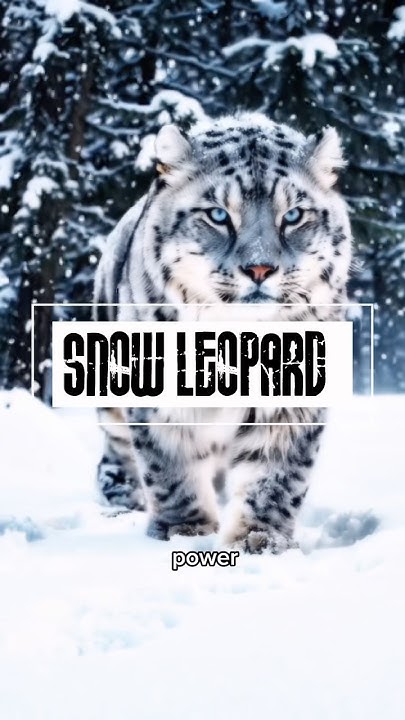 Ghost of the Mountains: The Grace and Power of the Snow Leopard - YouTube