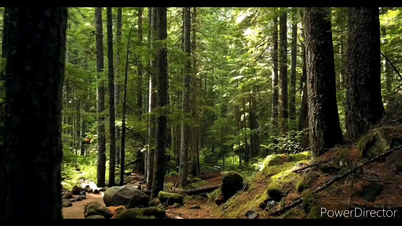 Pleasant music|| In forest - YouTube