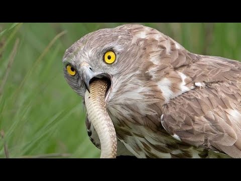 Eagle with snake | Falcon vs Snake | Falcon Hunting | Falcon Attack ...