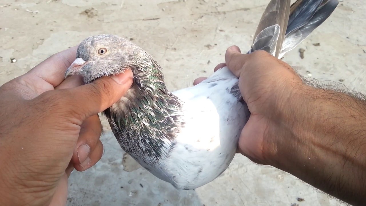 Golden Kabootar, Indian Kabootar of My Loft -in Pure Condition - YouTube