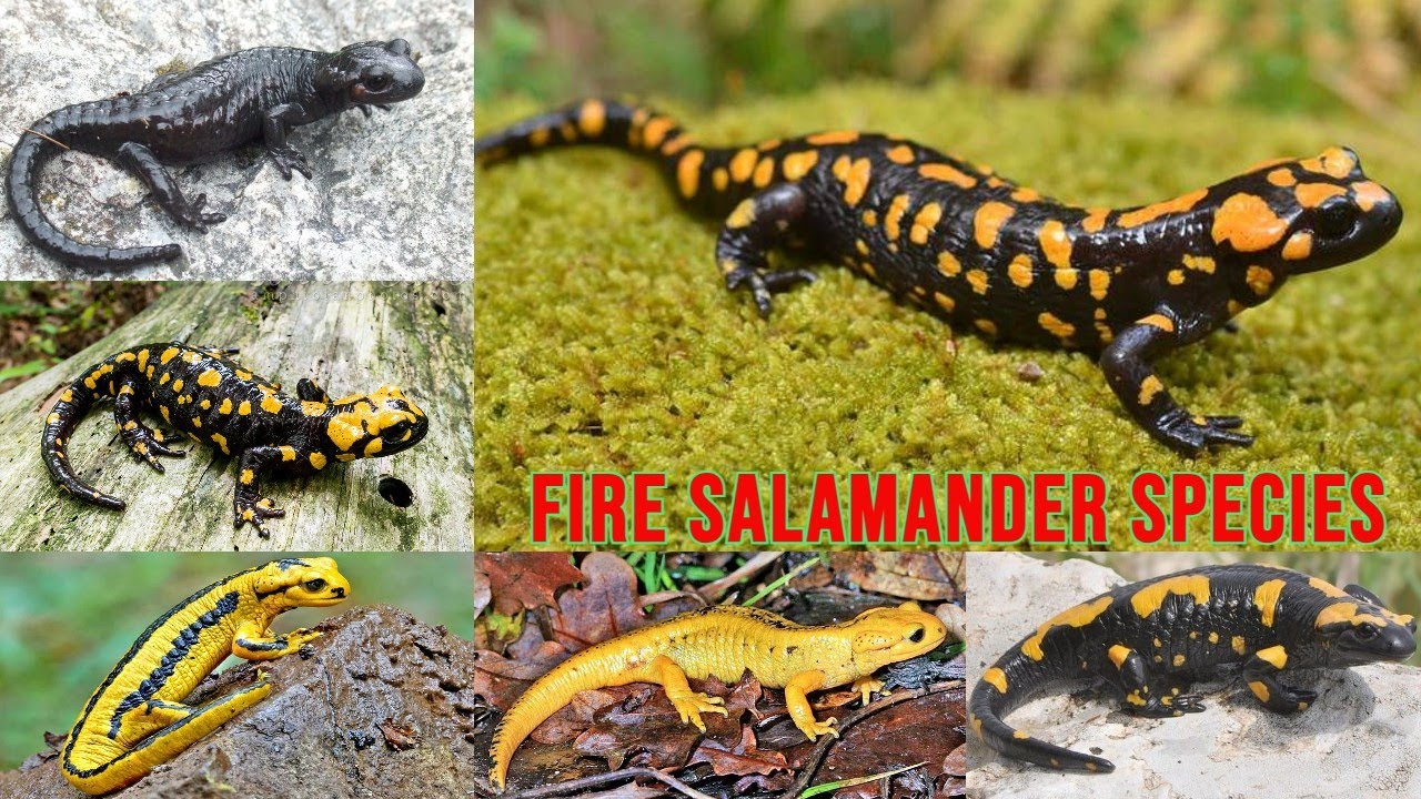 All Fire Salamander species / fire salamanders / fire salamander - YouTube