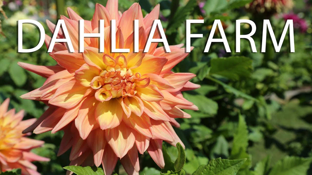 Dahlia Farm Tour - YouTube