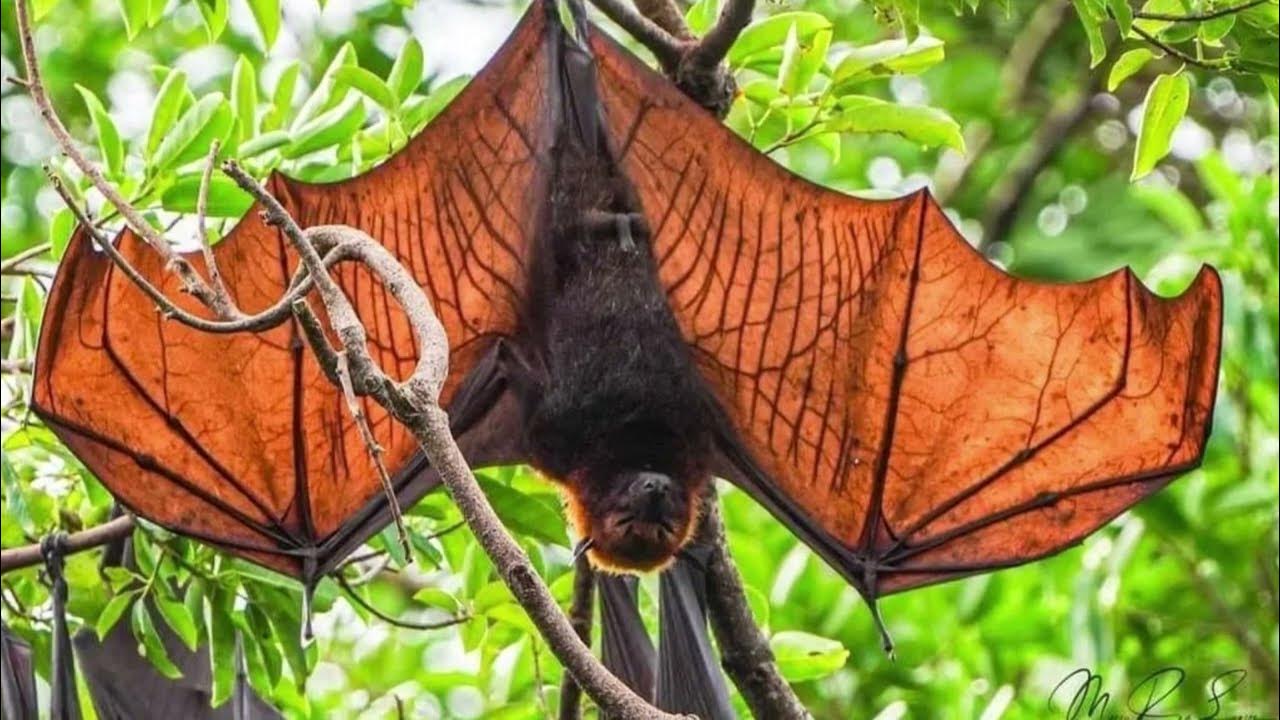 Everything You Need To Know About Golden Crowned Flying Fox Latest Updated Video Youtube
