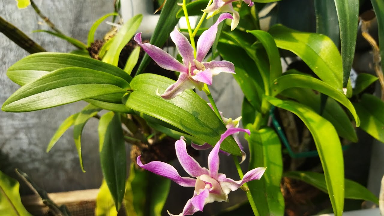 LIVE 85 || ANGGREK RAWATAN RUMAHAN || 0895 2379 3309 - YouTube