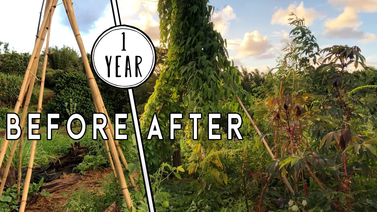 Our Forest Garden Transformation - One Year Only - YouTube