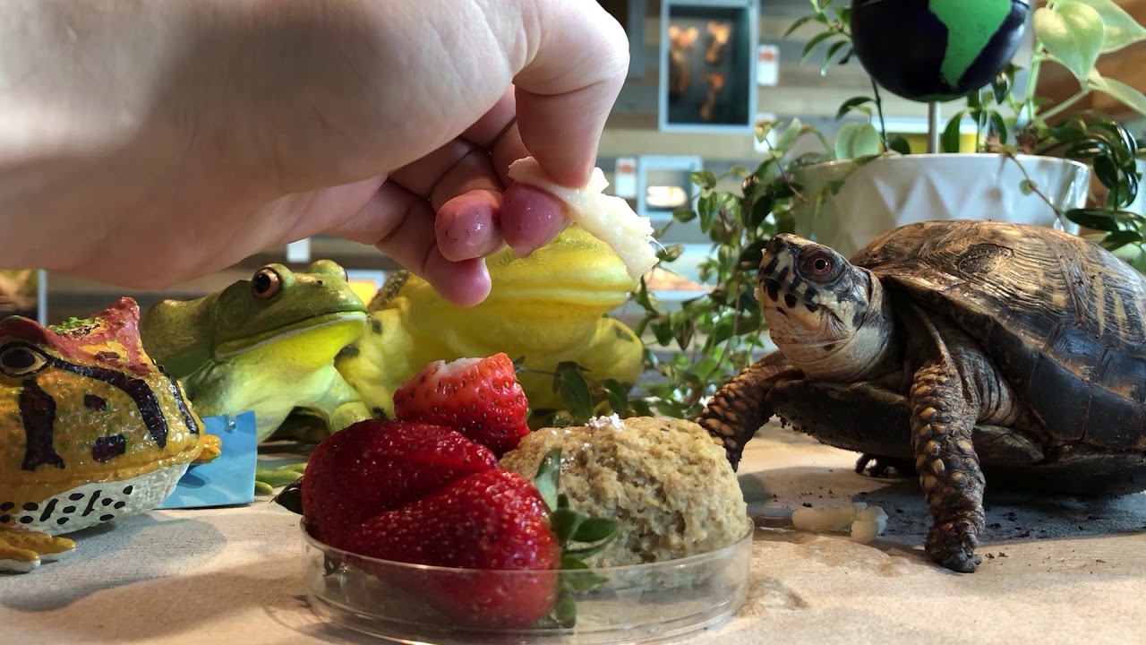 🐢 Feeding a Box Turtle at the Bell 🐢 - YouTube