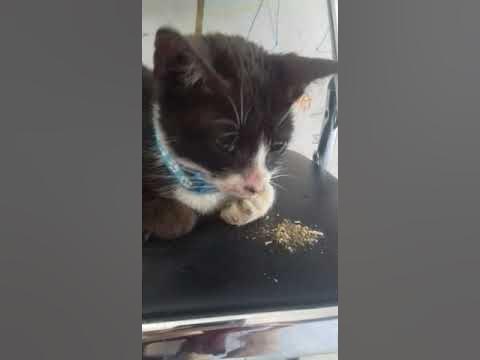 part 2 catnip dan cat mint - YouTube