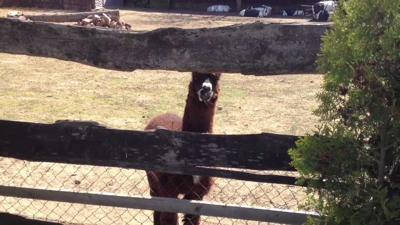 Karl das Lama - YouTube