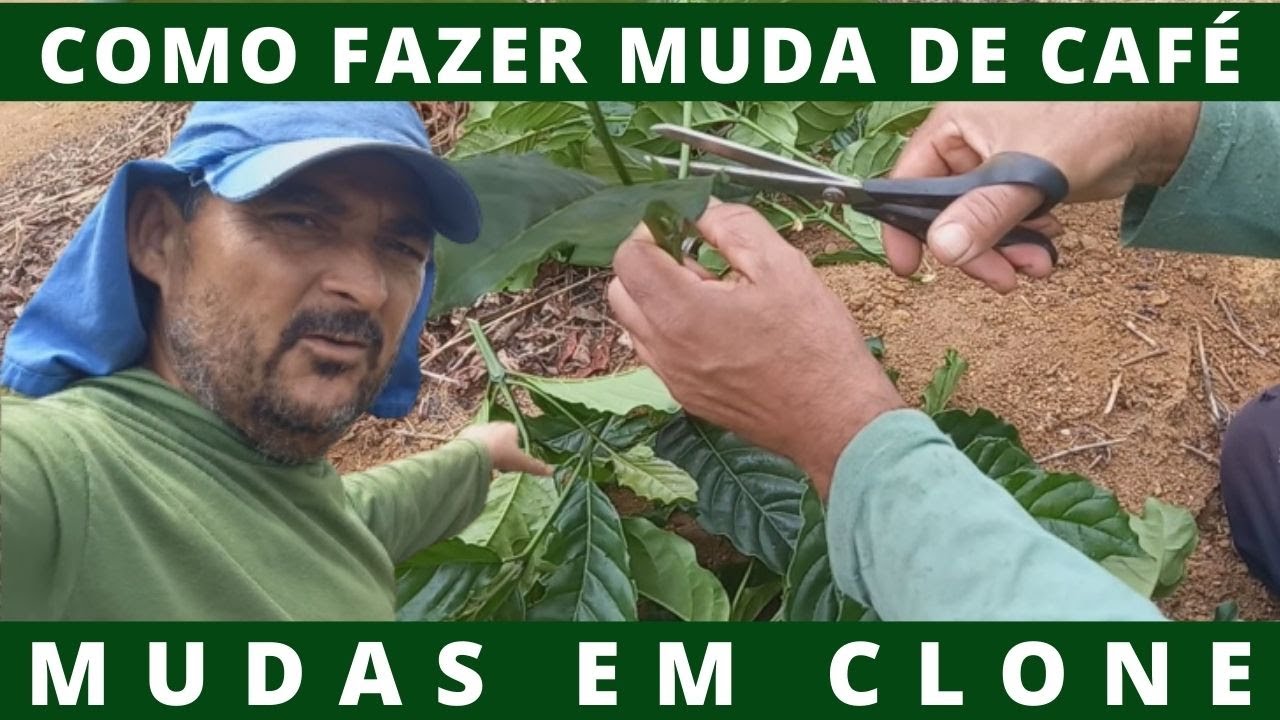 COMO FAZER MUDA DE CAFÉ - YouTube
