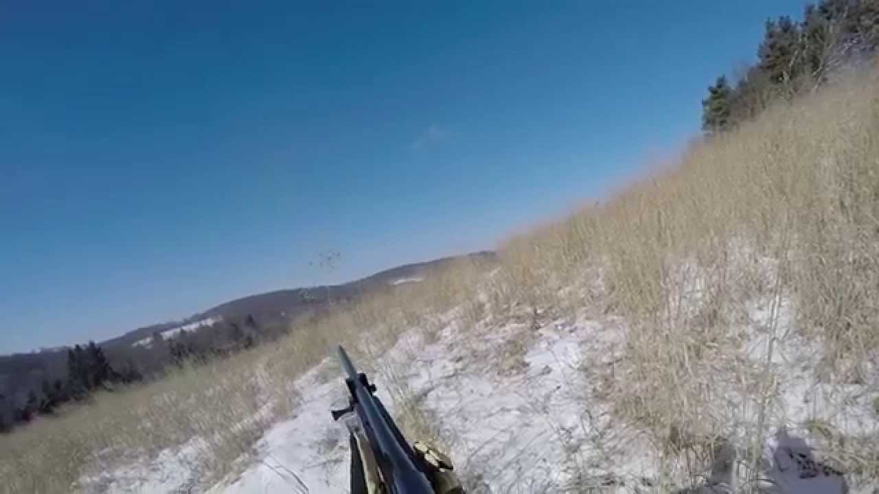 Pheasant flush in slow motion - YouTube