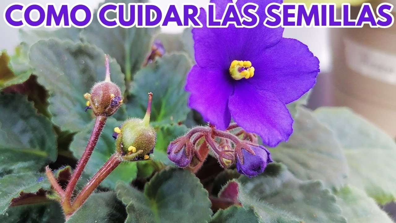 como cuidar las semillas de las violetas africanas - YouTube