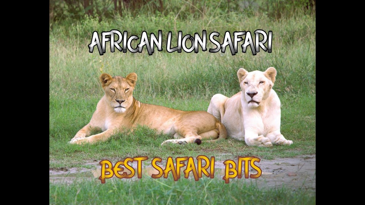 AFRICAN LION SAFARI | BEST SAFARI BITS | WORLDS BEST LION SAFARI ...