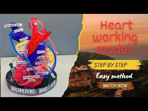Human heart working model # human heart model # human heart structure ...