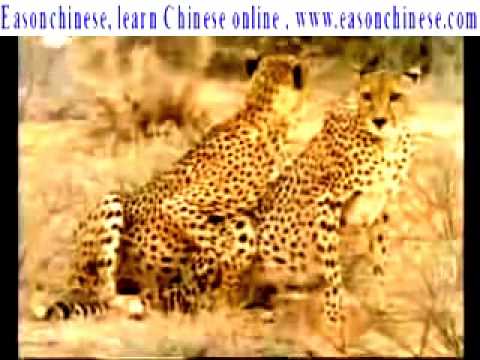 CHEETAH MATING WILD - YouTube