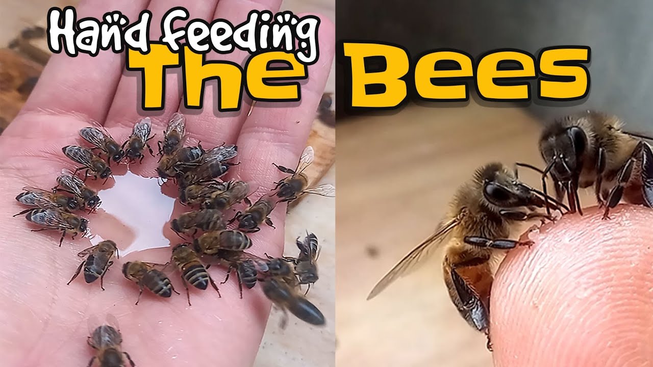 hand feeding the bees - YouTube