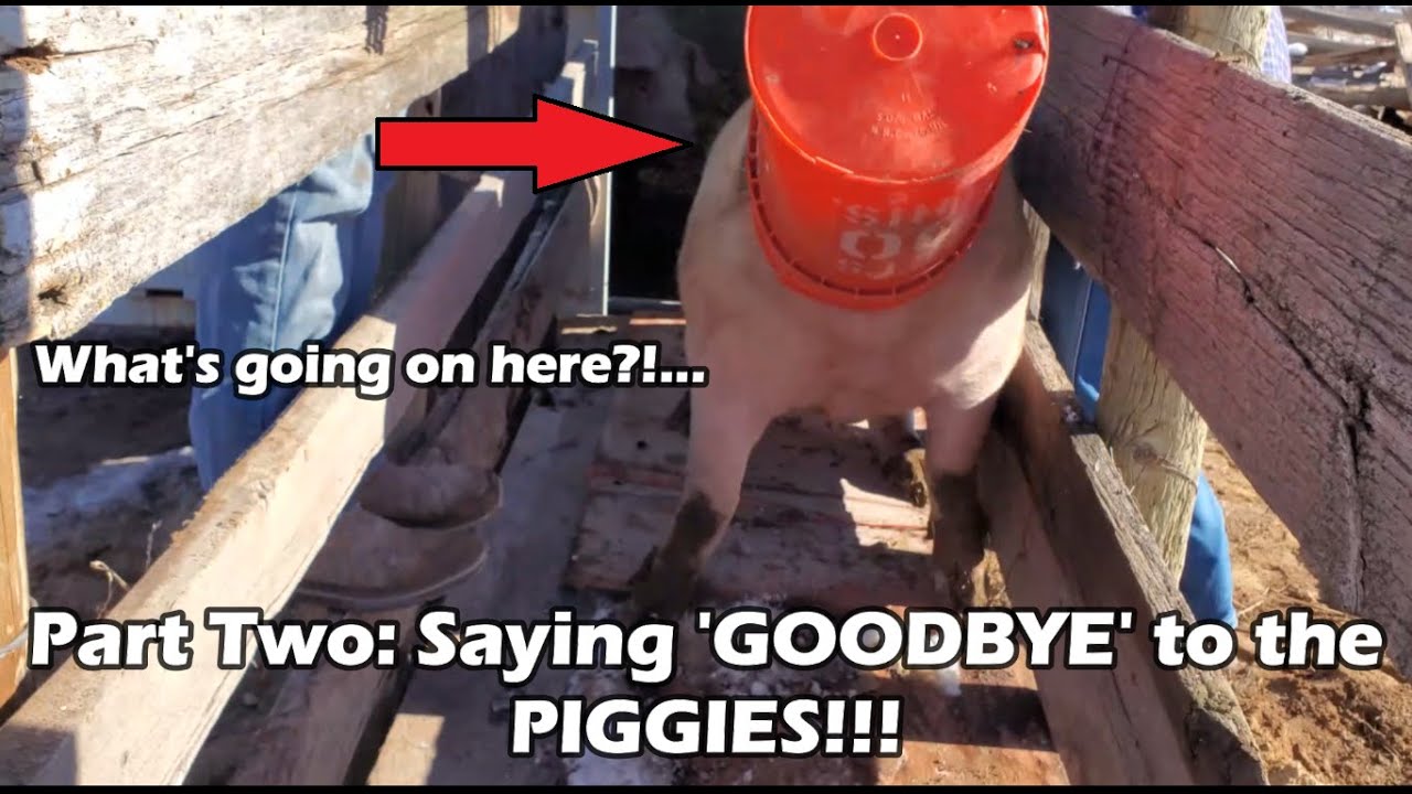 Saying 'GOODBYE' to the PIGS | Part Two - YouTube