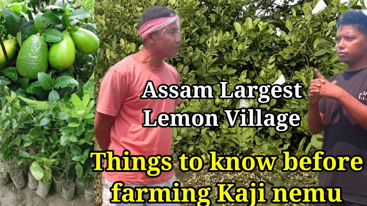 Assam largest lemon village / make money by farming kaji nemu / khaji ...