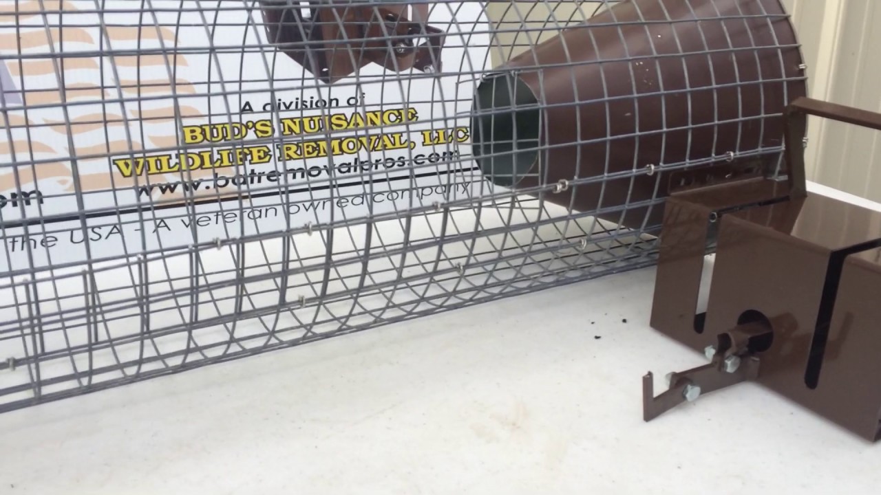 "Muskrat Collector" funnel colony cage trap - YouTube