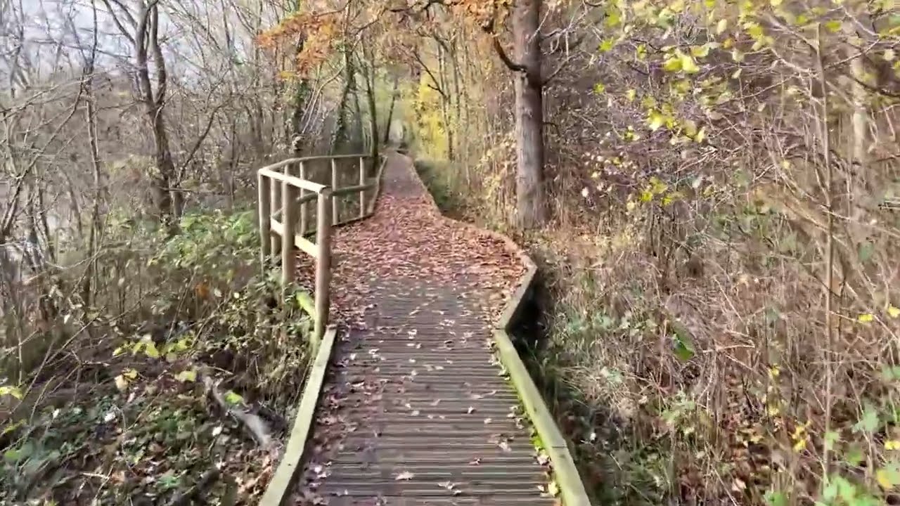 Virtual forest trail Walk - YouTube