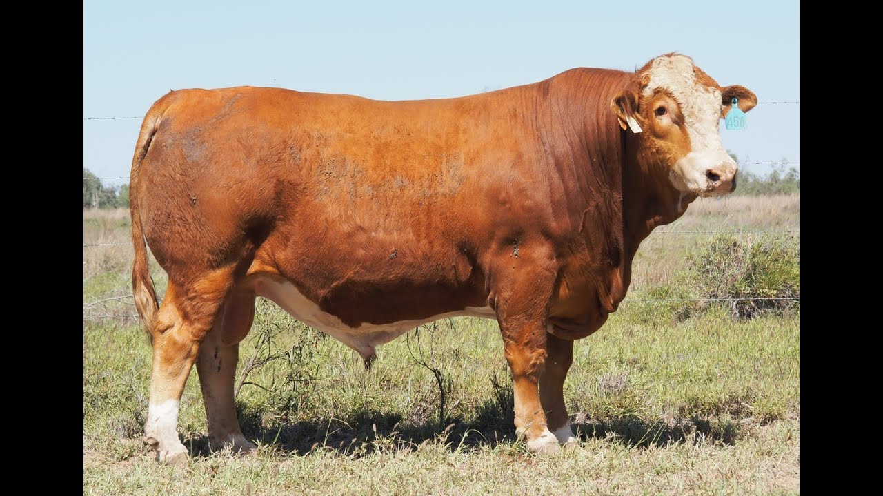 LOT 56 KARRAGARRA TIDDLYWINK (PP) - YouTube