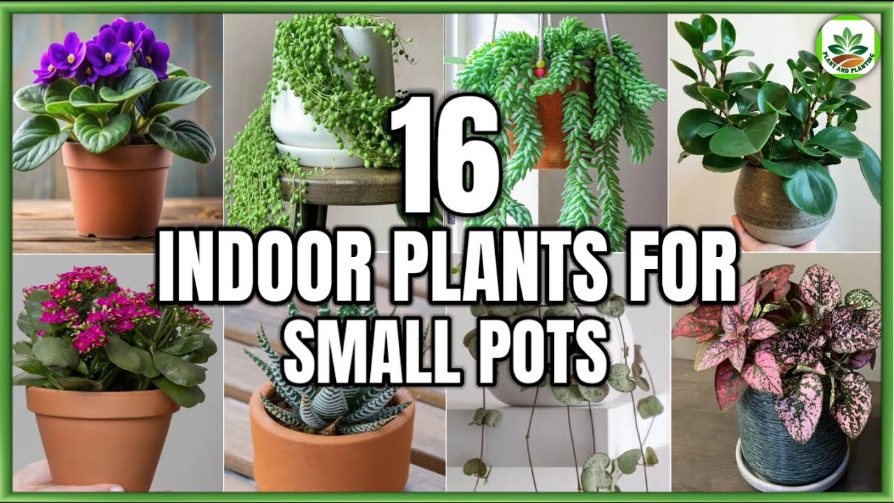 16 Indoor Plants for Small Pots | Small Pot Indoor Plants | Plant and ...