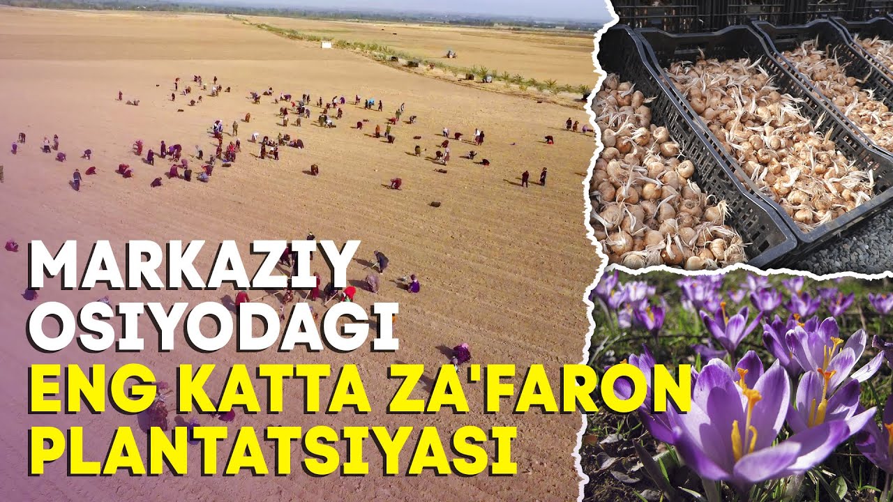 O'zbekistondagi yagona za'faron plantatsiyasiga ekskursiya - YouTube