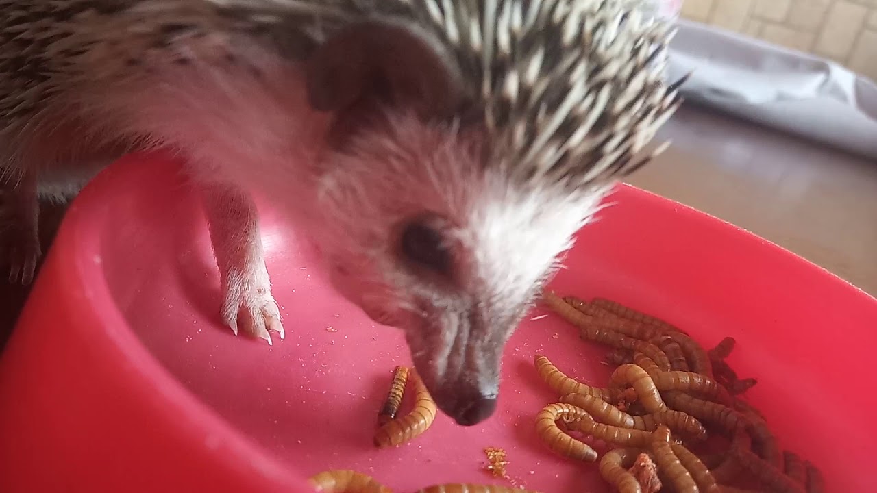 Cute Hedgehog eating Worms 🦔🦔🦔🐛🐛🐛🐛🦔🦔🦔 - YouTube