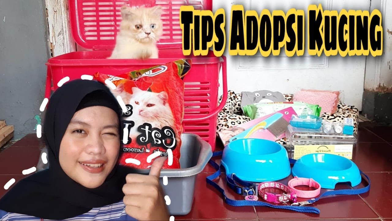 MaryzaCats #1| TIPS UNTUK ADOPSI KUCING PERTAMA KALI - YouTube