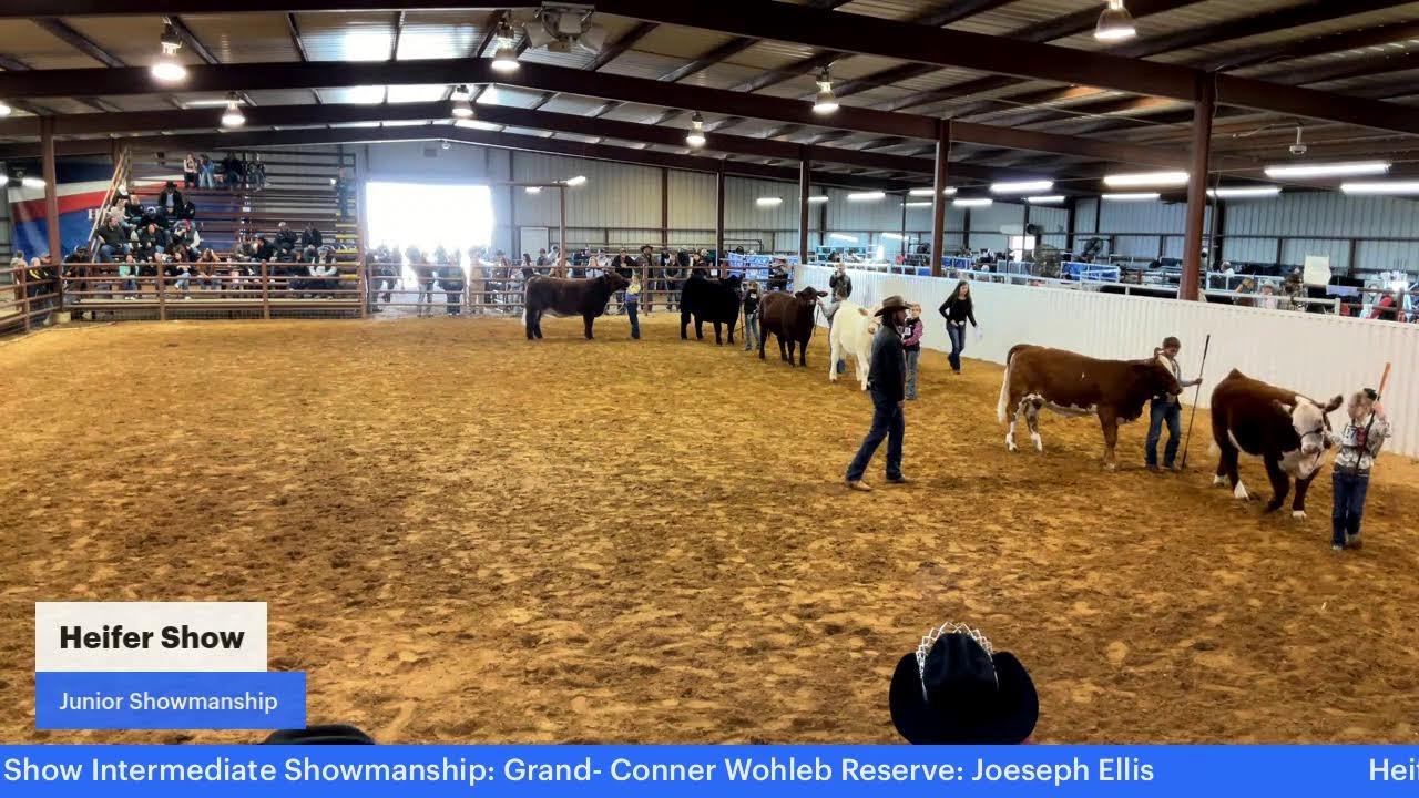 HILL COUNTY FAIR STEER & HEIFER SHOW - YouTube