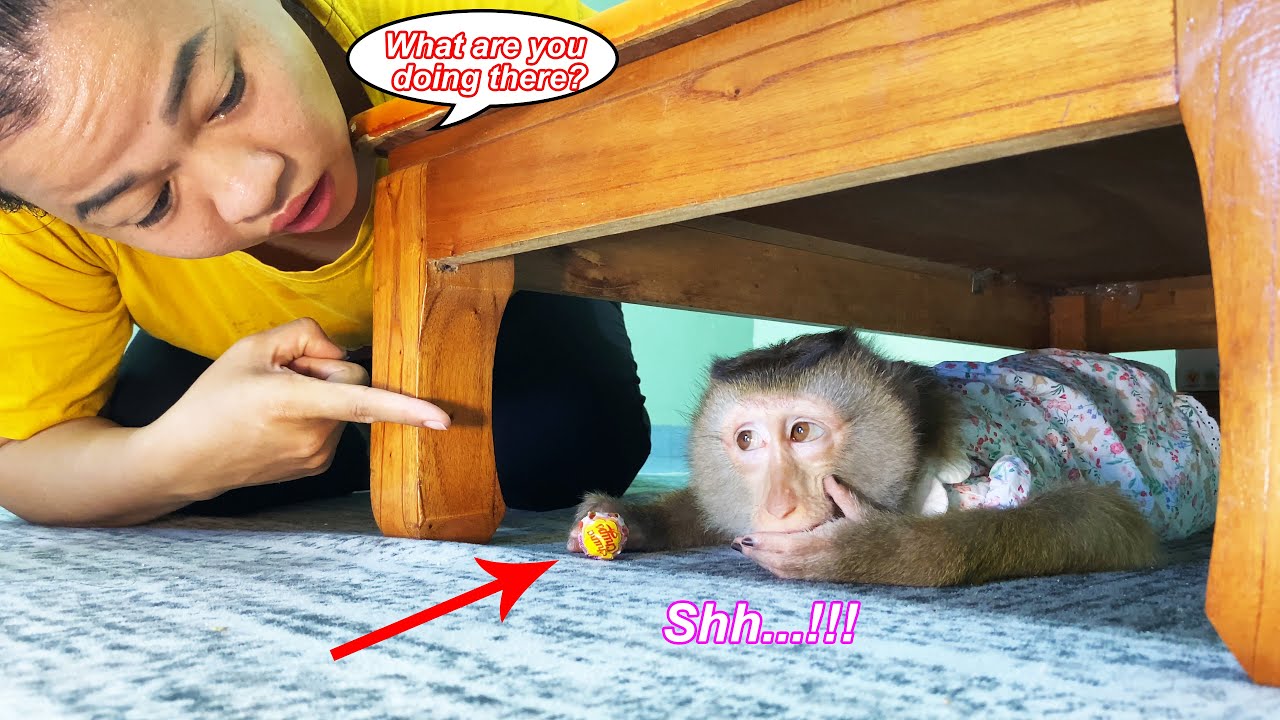 What's happening to Lyly? Monkey Lyly quickly hid under the table to do ...