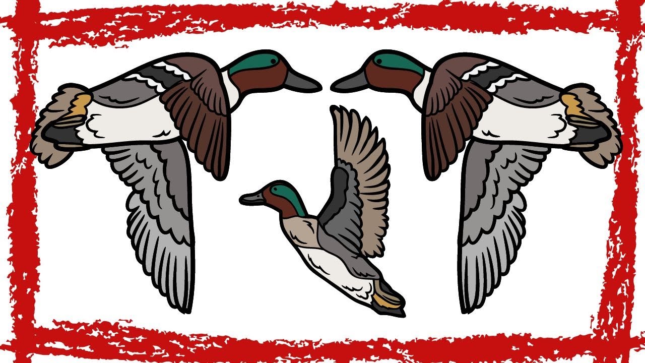 Eurasian Teal Duck Call | Green Winged Teal Duck Call | Green Winged ...