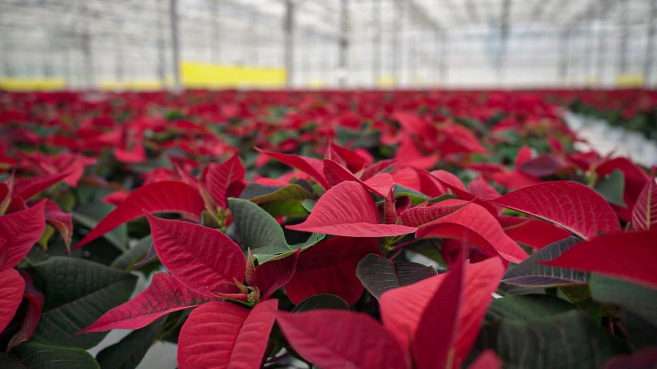 Poinsettias from Start to Finish | DeVry Greenhouses - YouTube