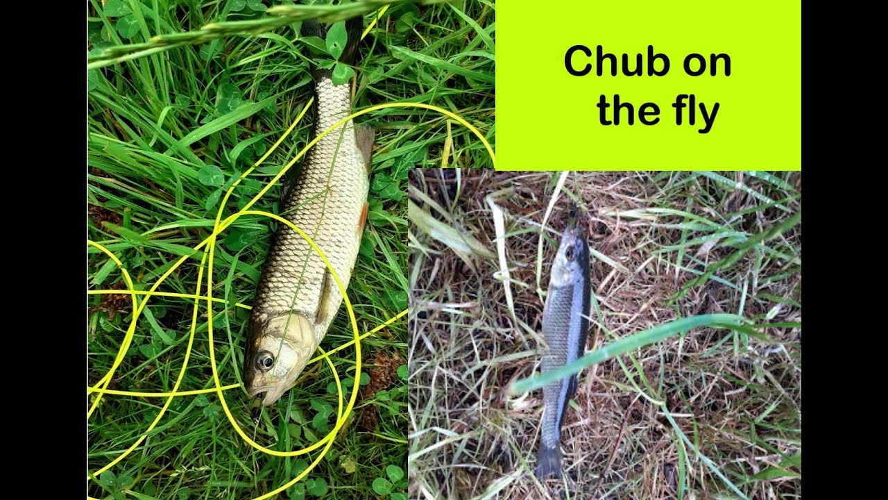 Chub on the Fly. - YouTube
